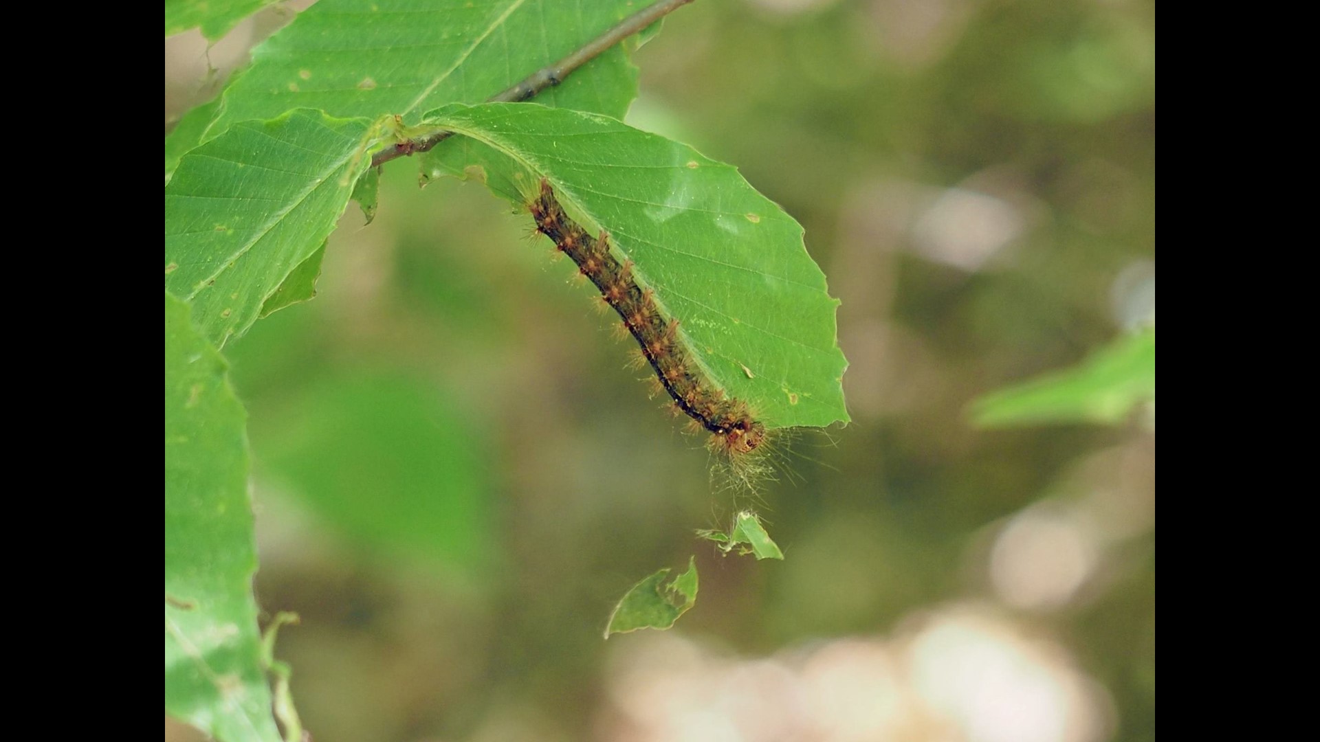 Oak trees depleted by gypsy moth caterpillars, who are moving on to ...