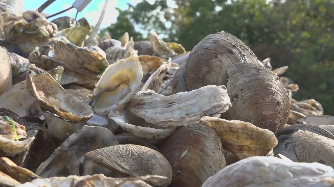 Connecticut nonprofit turns restaurant shells into oyster homes | fox61.com