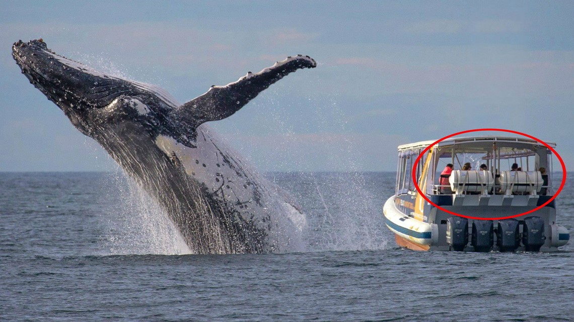 Whale fail: Whale watchers looking wrong way, miss amazing moment ...