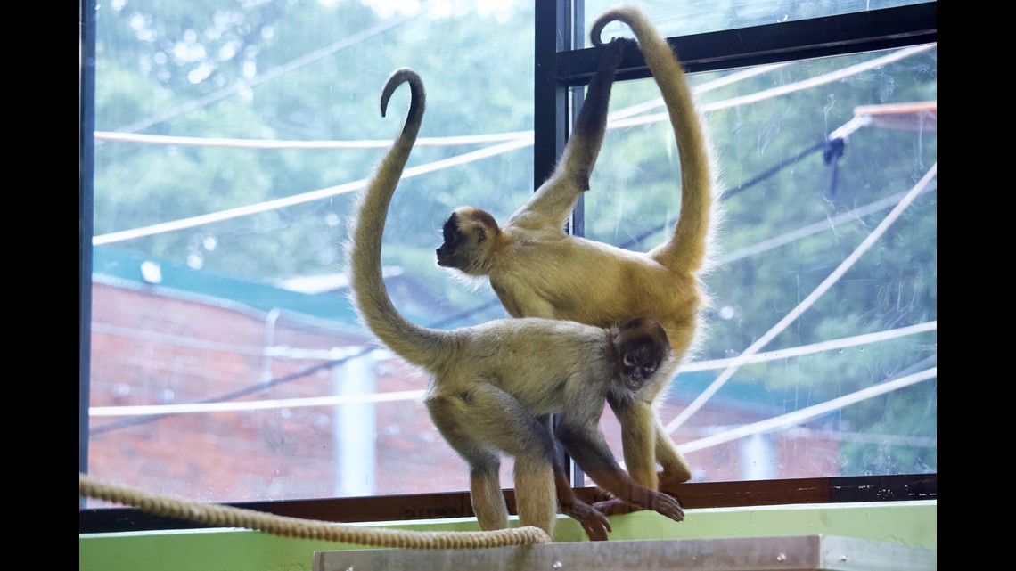 New Spider monkey habitat opening at Beardsley Zoo | fox61.com