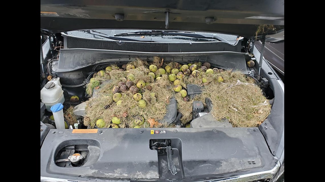‘Absolutely nuts’: Squirrels stash over 200 walnuts under hood of couple’s car | fox61.com