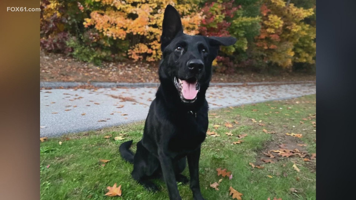 Connecticut State Police K-9 Drago passed away on July 4 | fox61.com