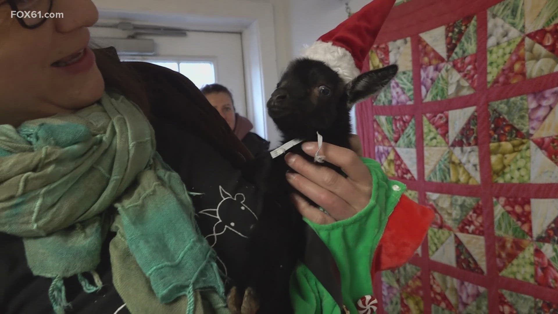 Baby goats go to Bethlehem just in time for Christmas | fox61.com
