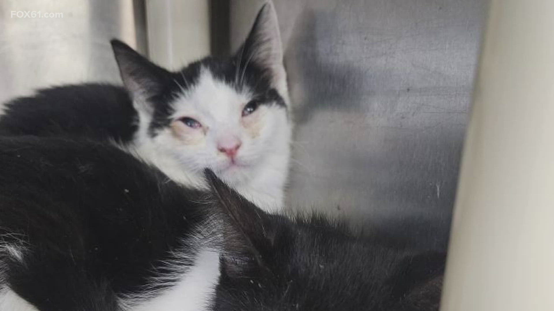 16 kittens abandoned in driveway now being cared for at New London ...