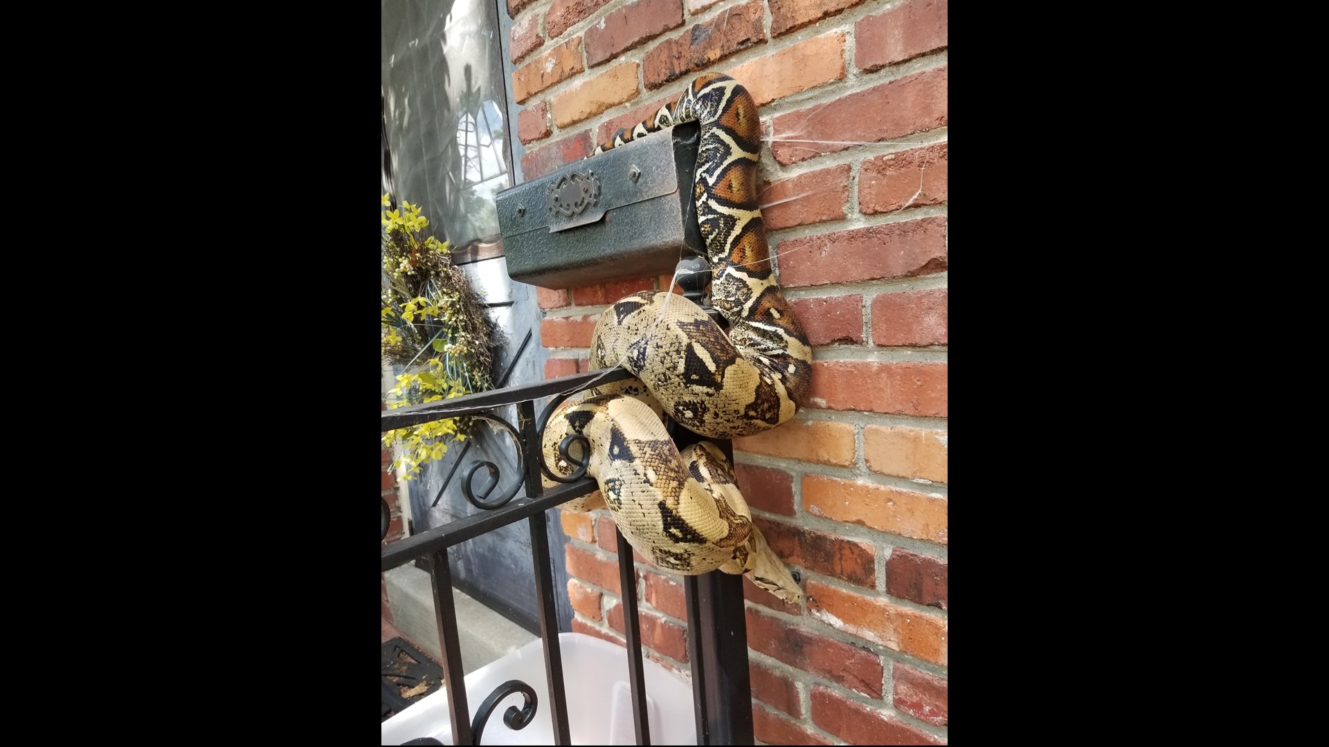 Postal worker finds huge 8-foot snake lounging on Kansas mailbox ...