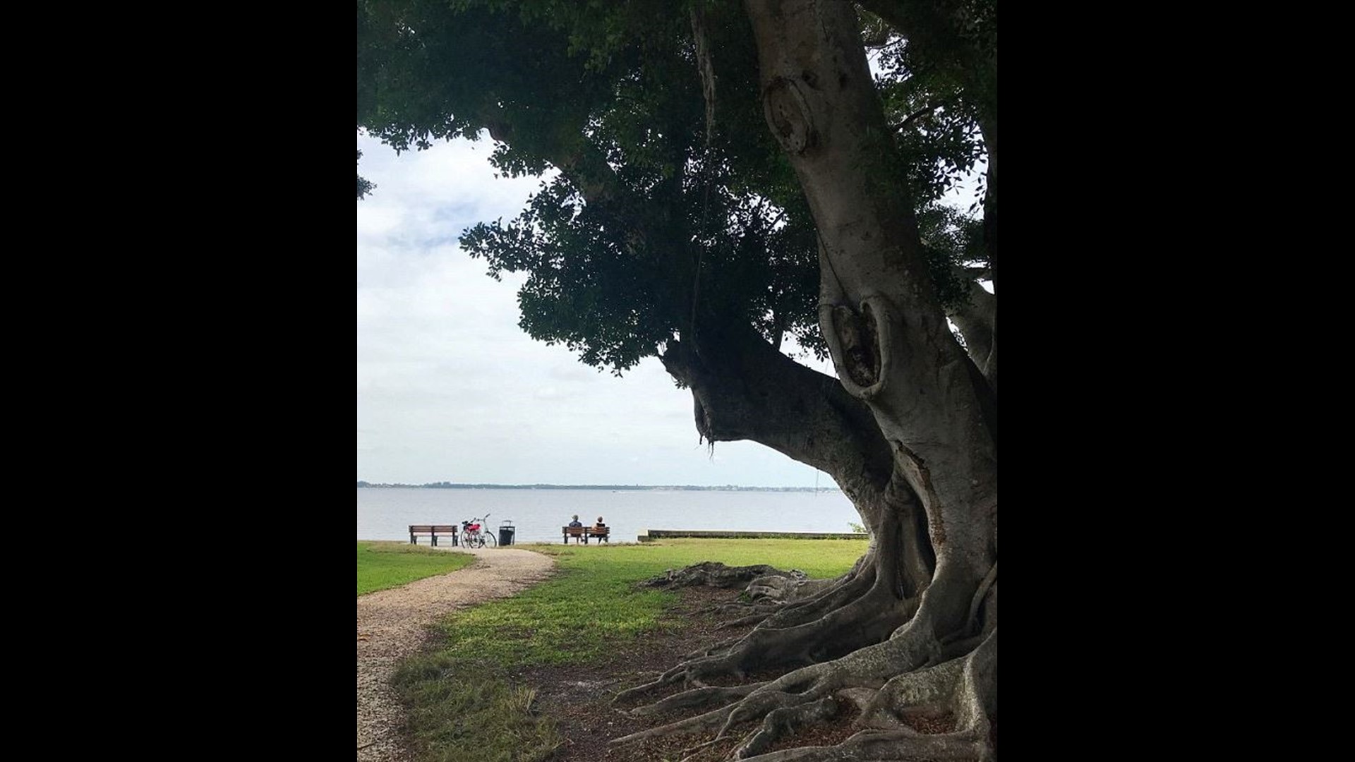 Woman ‘marries’ 100-year-old tree for one particular reason | fox61.com