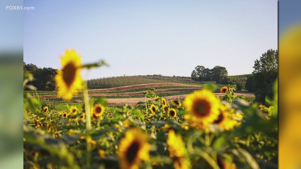Things to do in Connecticut this weekend, August 1-3 | fox61.com