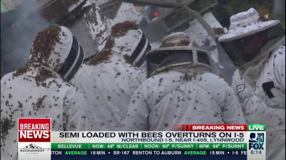Semi-truck carrying millions of bees overturns in Washington State ...