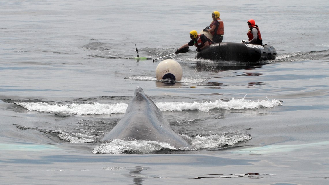 Tangled humpback whale rescued off coast of Boston | fox61.com