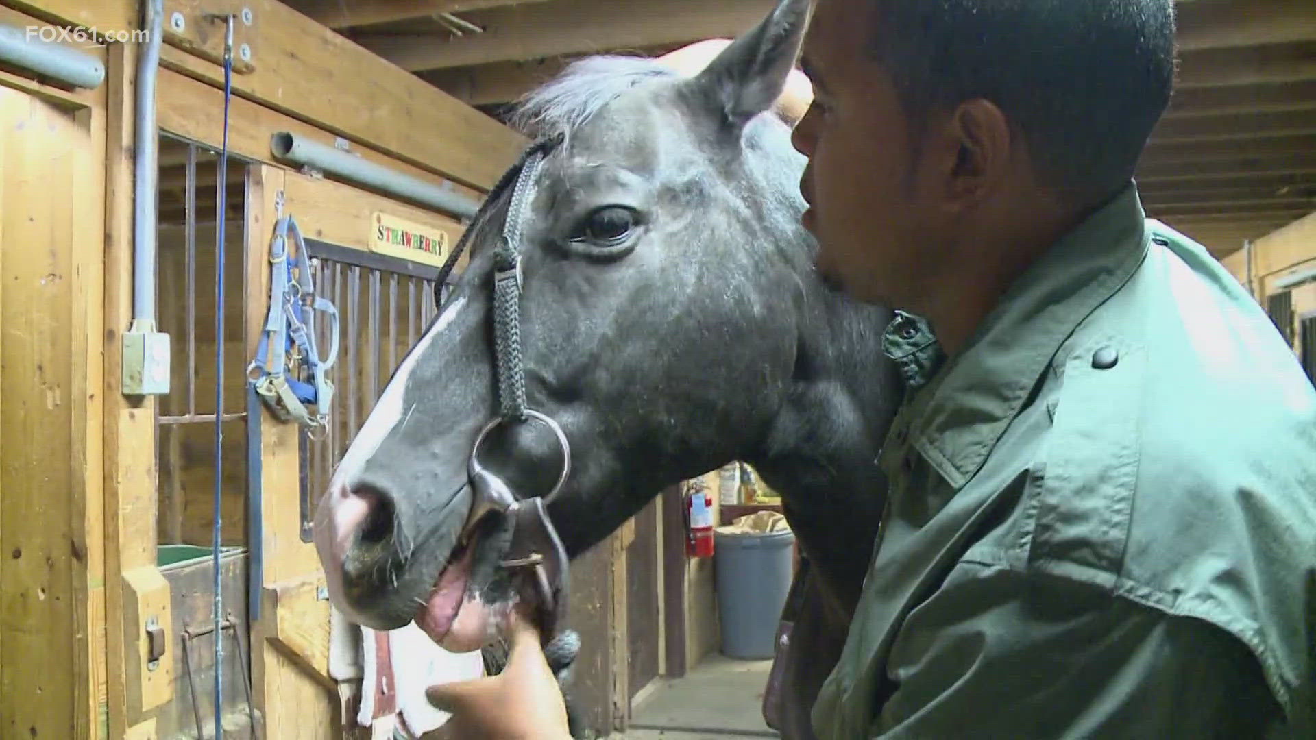 Penguin chicks hatch at Mystic Aquarium in rare milestone for ...