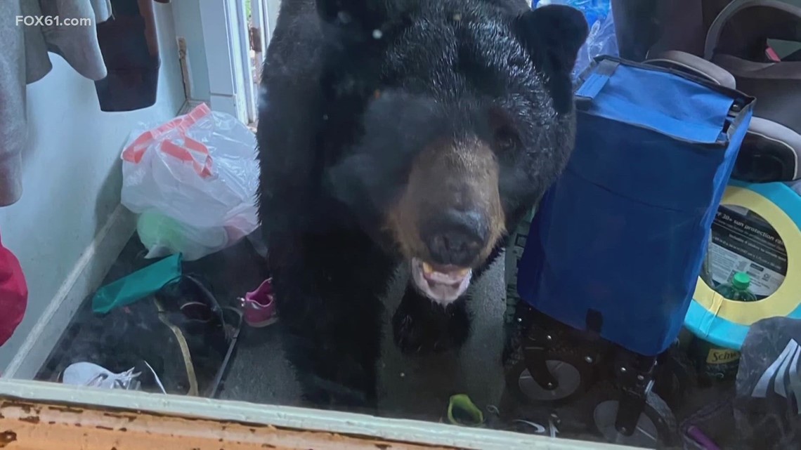 Connecticut advances bill on bear interactions | fox61.com