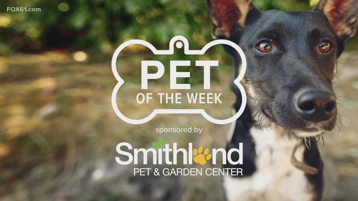 Meet Loki | Pet of the Week | fox61.com