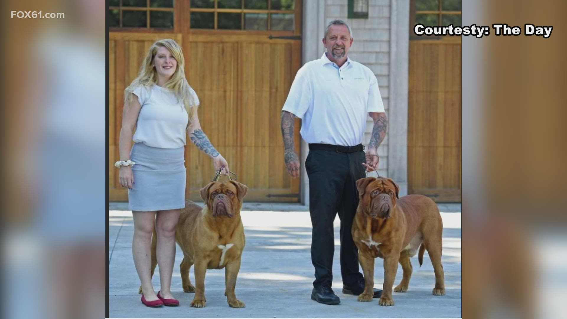 Two North Stonington dogs compete at Westminster | fox61.com