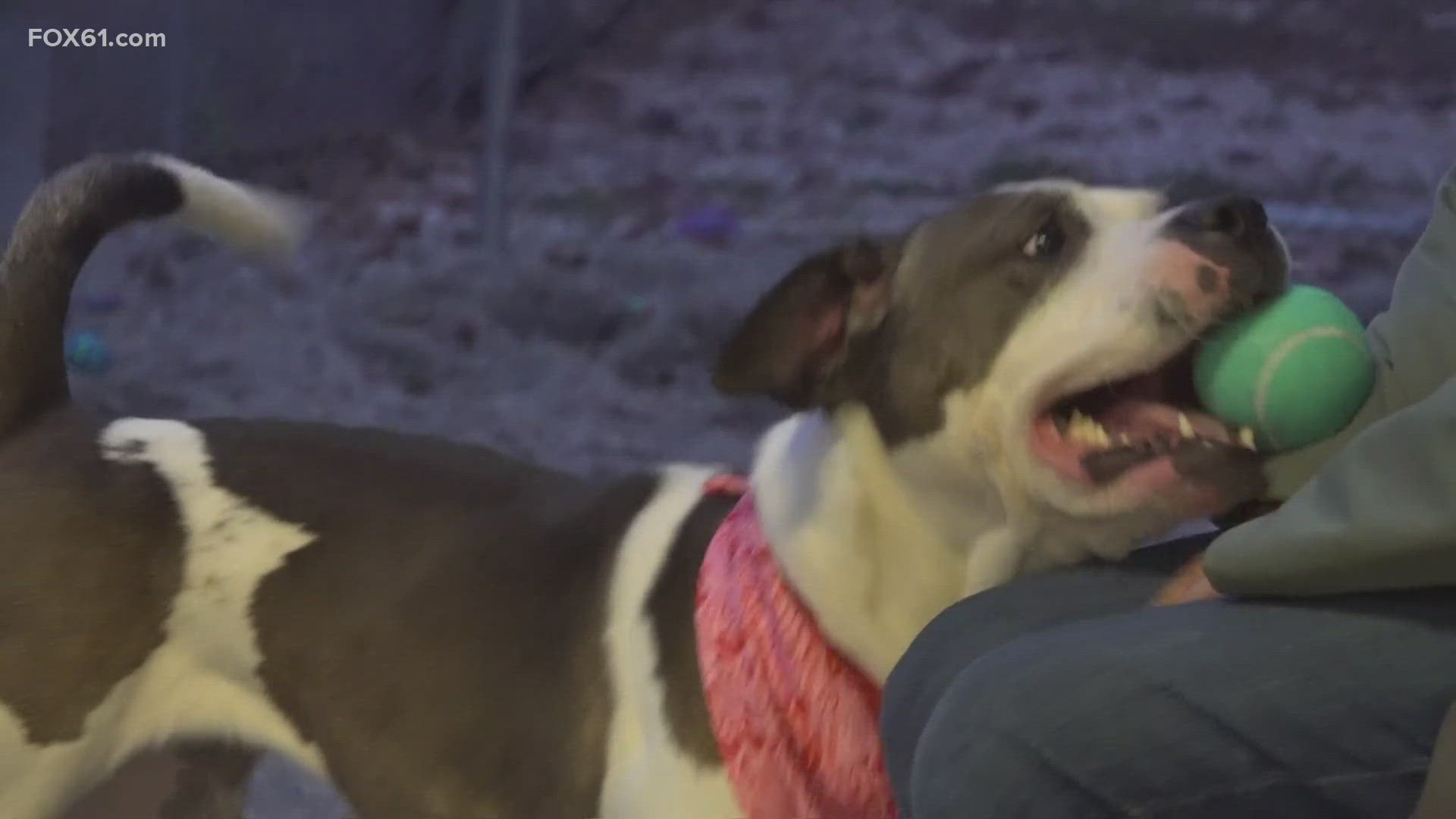 Heidi, Trumbull Animal Shelter's longest shelter dog, seeks forever ...
