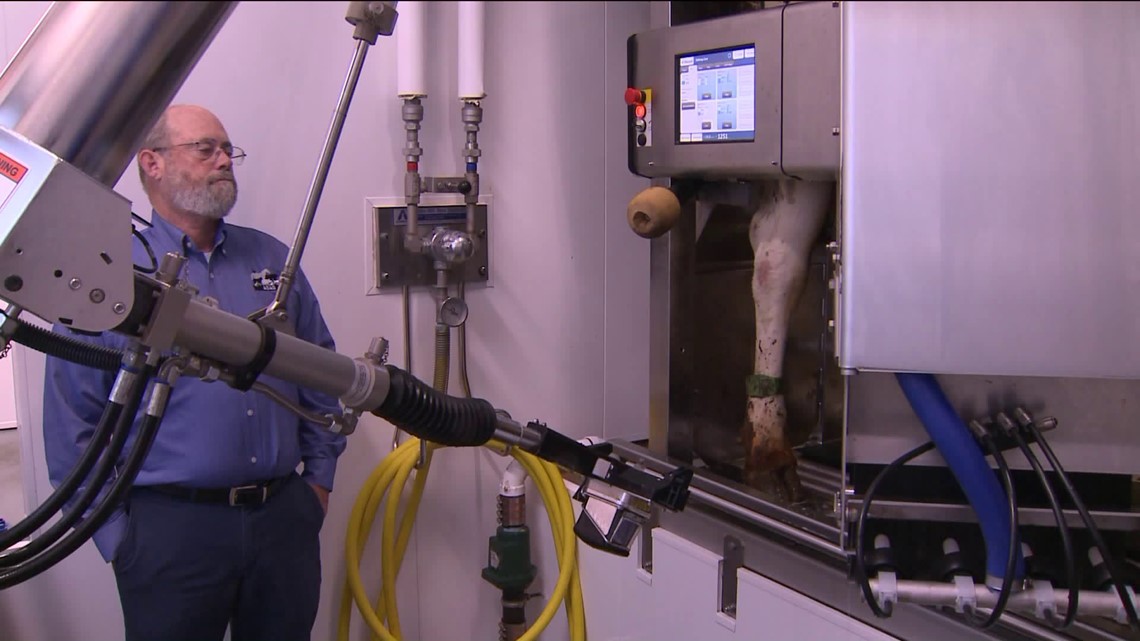 Robots are changing the way we milk cows at UConn dairy farm | fox61.com