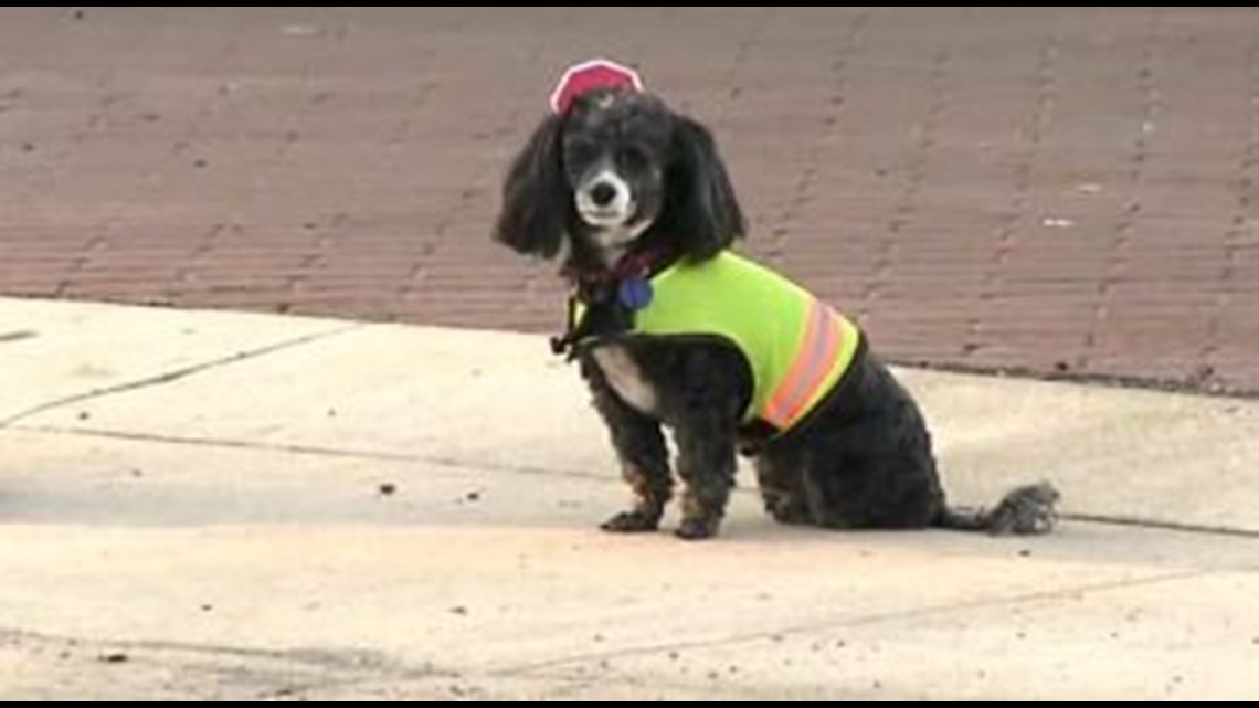 Meet Patches, the crossing guard dog | fox61.com