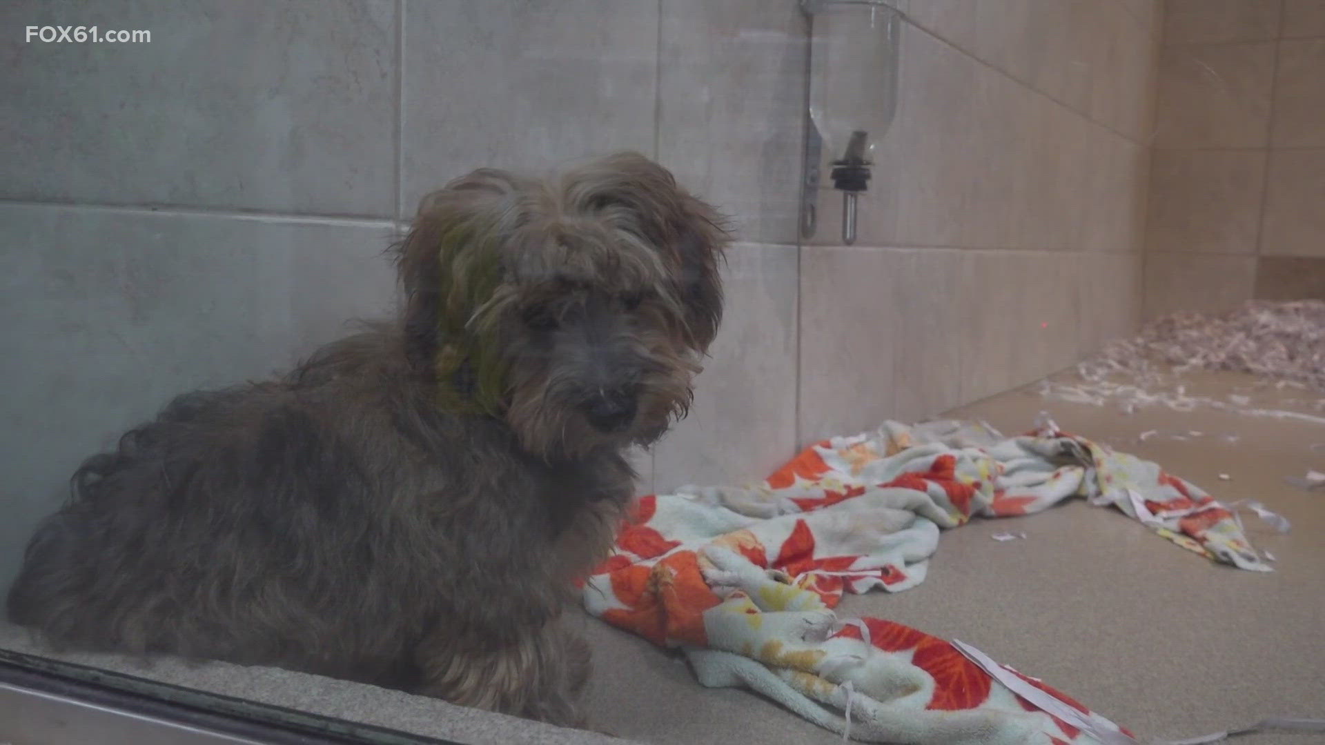 A proposed bill in Connecticut could ban the sale of pets inside pet ...