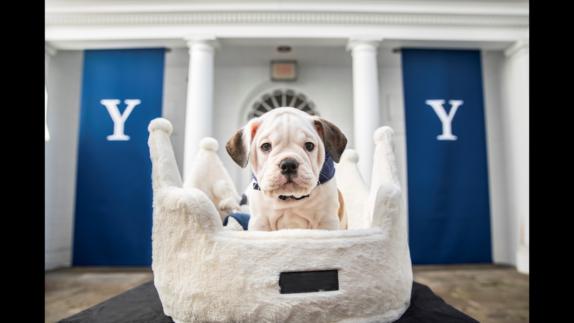 Yale University crowns new Handsome Dan mascot | fox61.com
