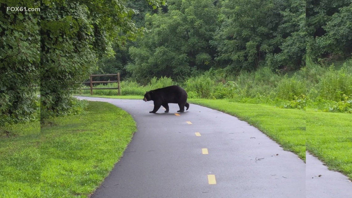 DEEP seeks to hear about people's experiences with bears for upcoming ...