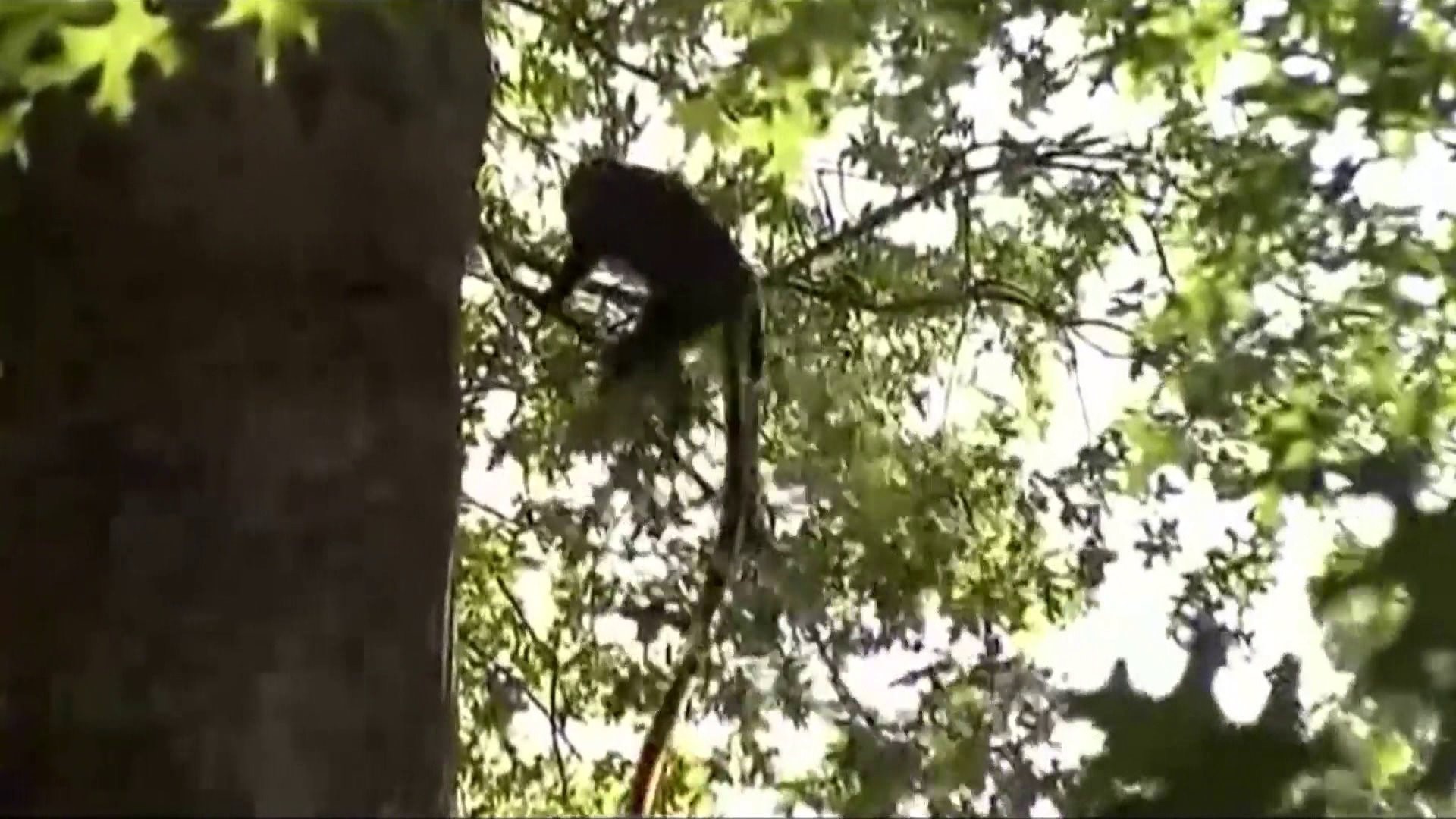 Dizzy the monkey returns home to Forest Park Zoo in Springfield | fox61.com