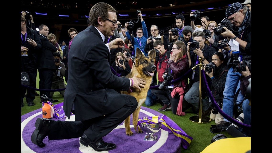 Rumor the German shepherd wins Best in Show prize at Westminster ...