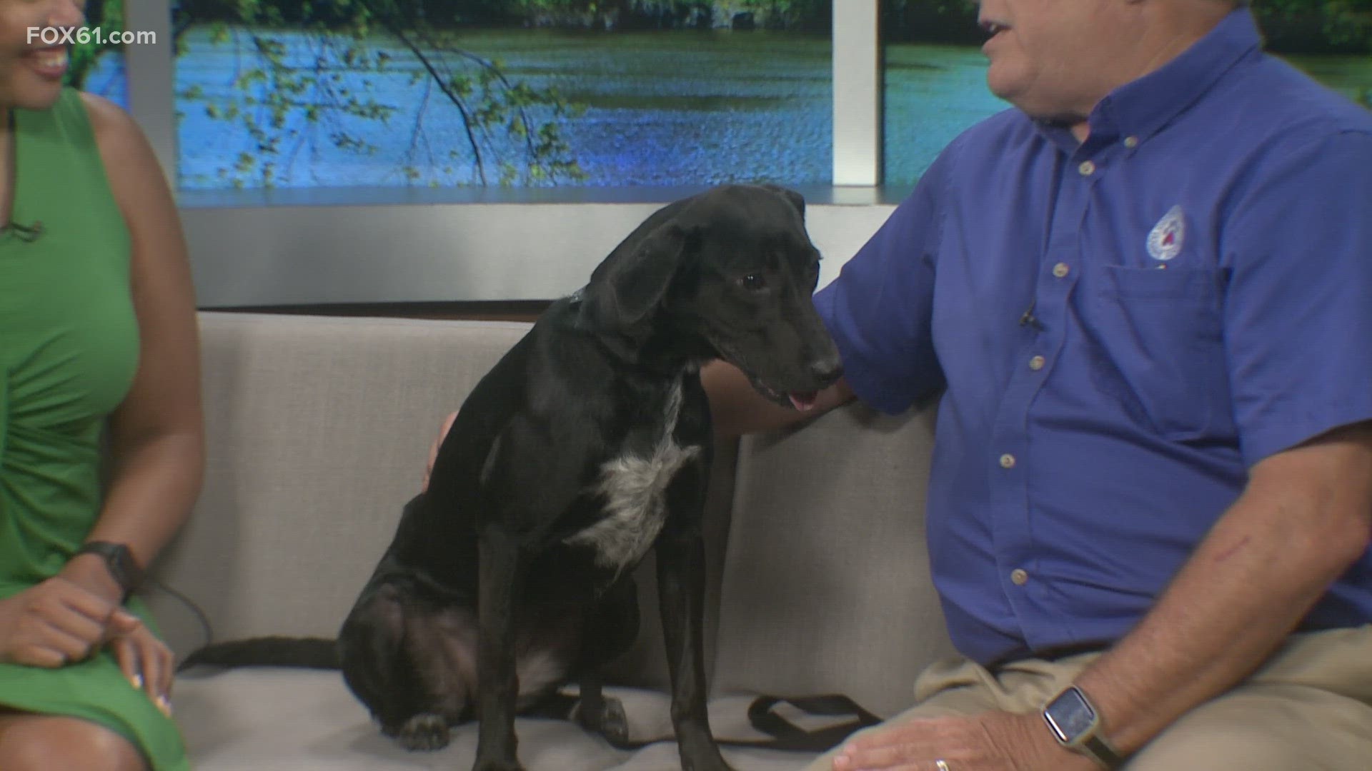 8-month-old puppy Calypso up for adoption at CT Humane Society | fox61.com