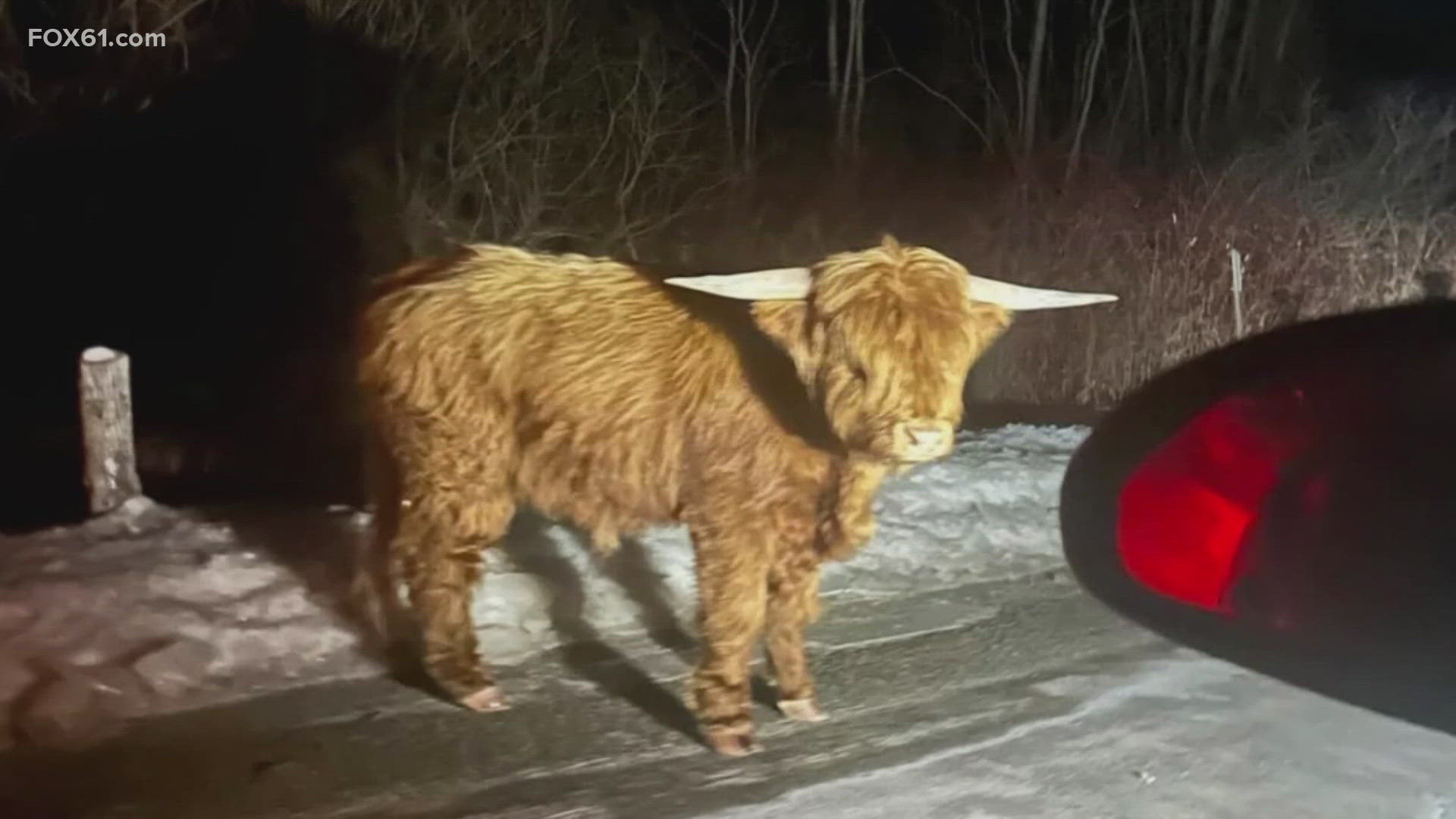 Scottish Highland bull on the loose in Connecticut has owners asking ...