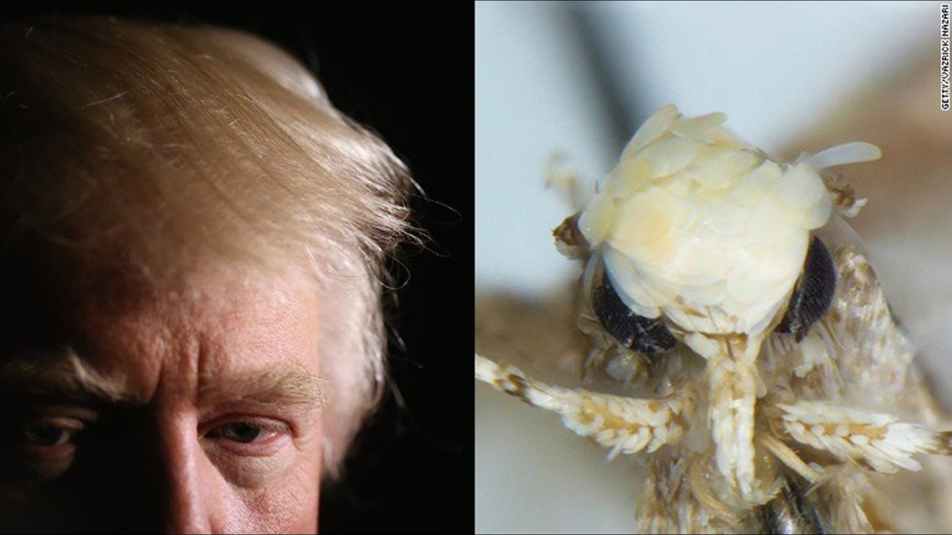 New moth named in honor of Donald Trump | fox61.com