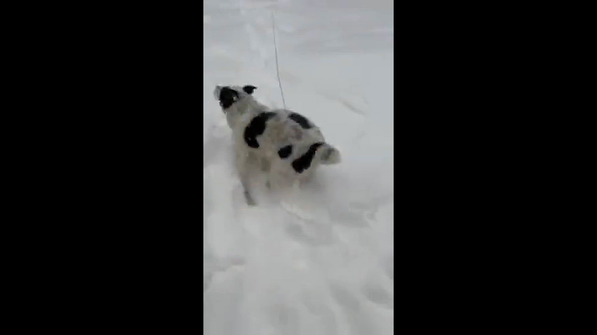Taz loves the snow!! | fox61.com