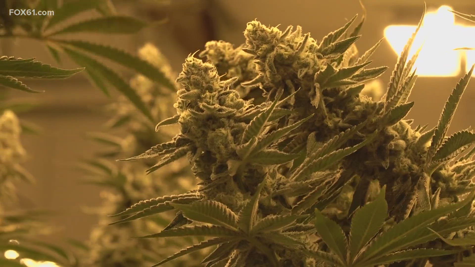 Crisp Cannabis licensees in Connecticut must pay $416K over ‘gun ...