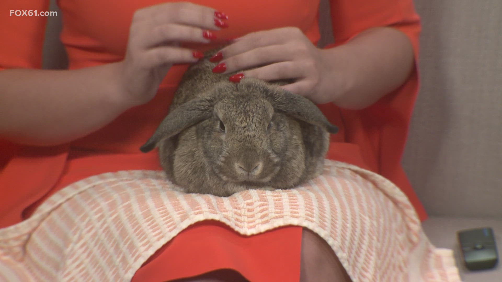 Pet of the Week | Polita | fox61.com