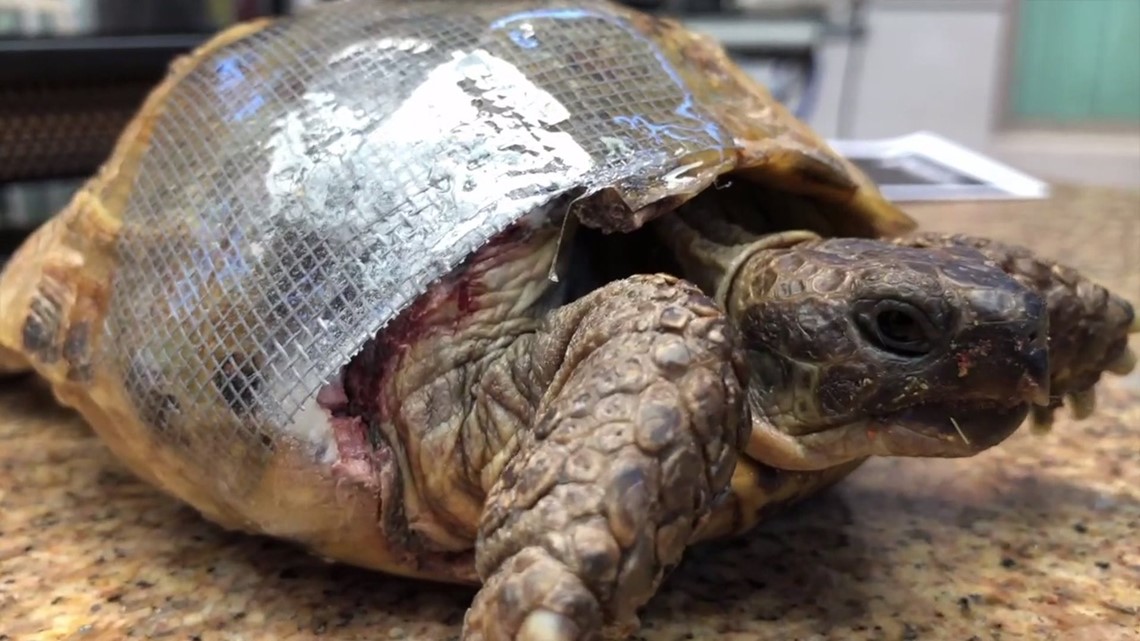 Veterinarian uses screen door repair kit to save tortoise’s shell ...