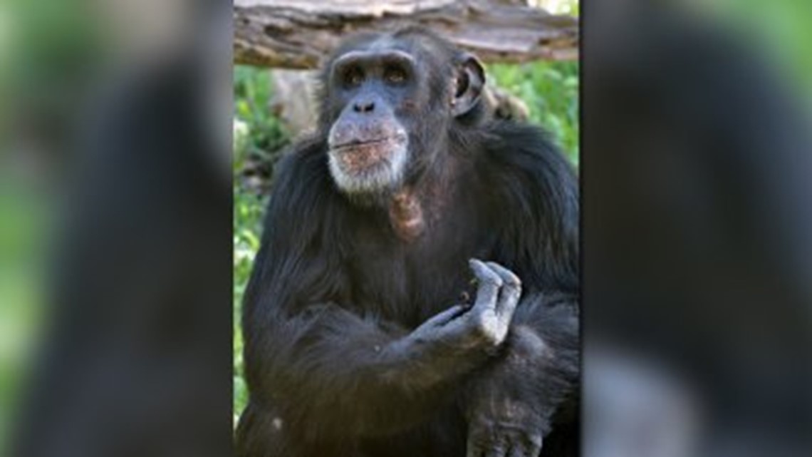Chimpanzee dies after falling from branch during fight at Kansas City ...