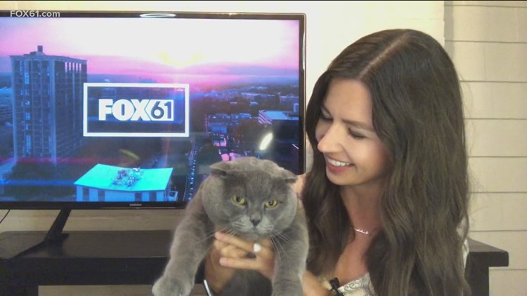 FOX 61 | Connecticut breaking news, weather, traffic, sports and social ...