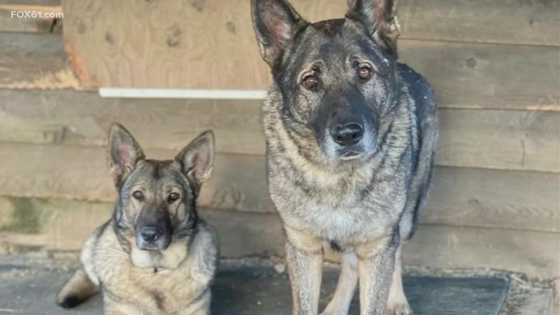 Hunter accused of killing, beating, skinning family dogs appears in ...
