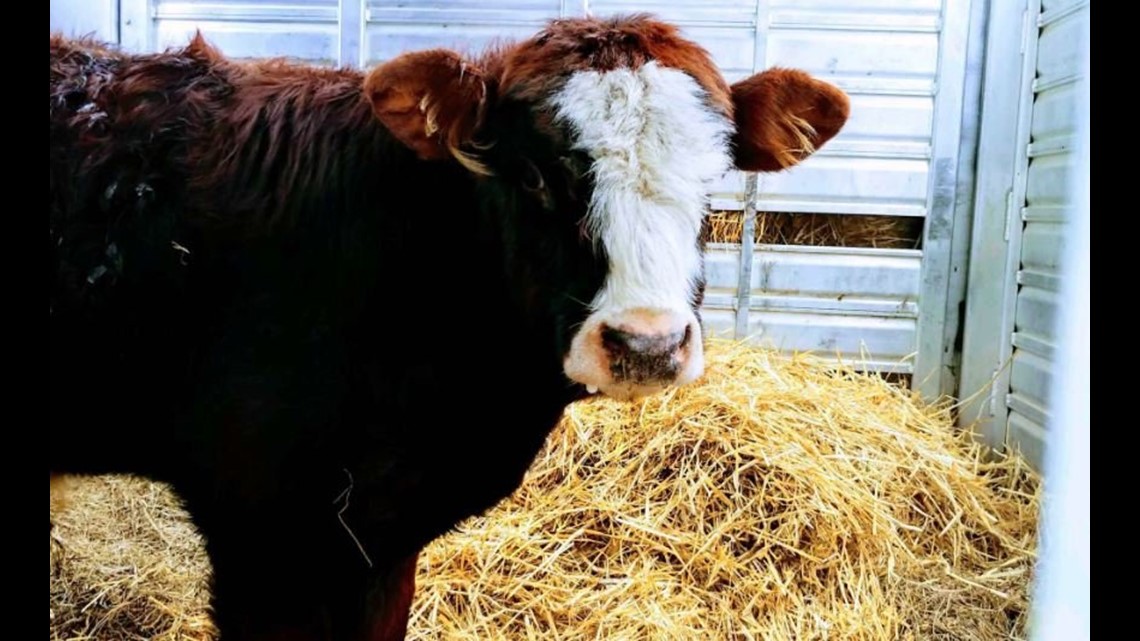 Mysterious cow in New Britain rescued, being MOOved out of state ...