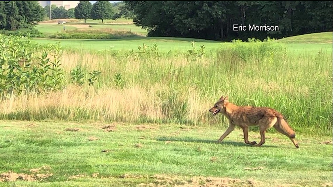 Coyotes spotted at Groton golf course | fox61.com