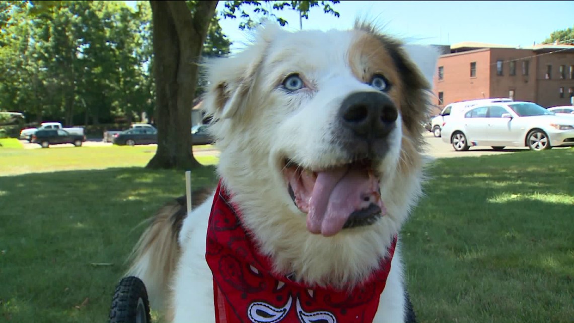 Fred the Dog: A rescue with a new set of wheels and miles of loving to ...