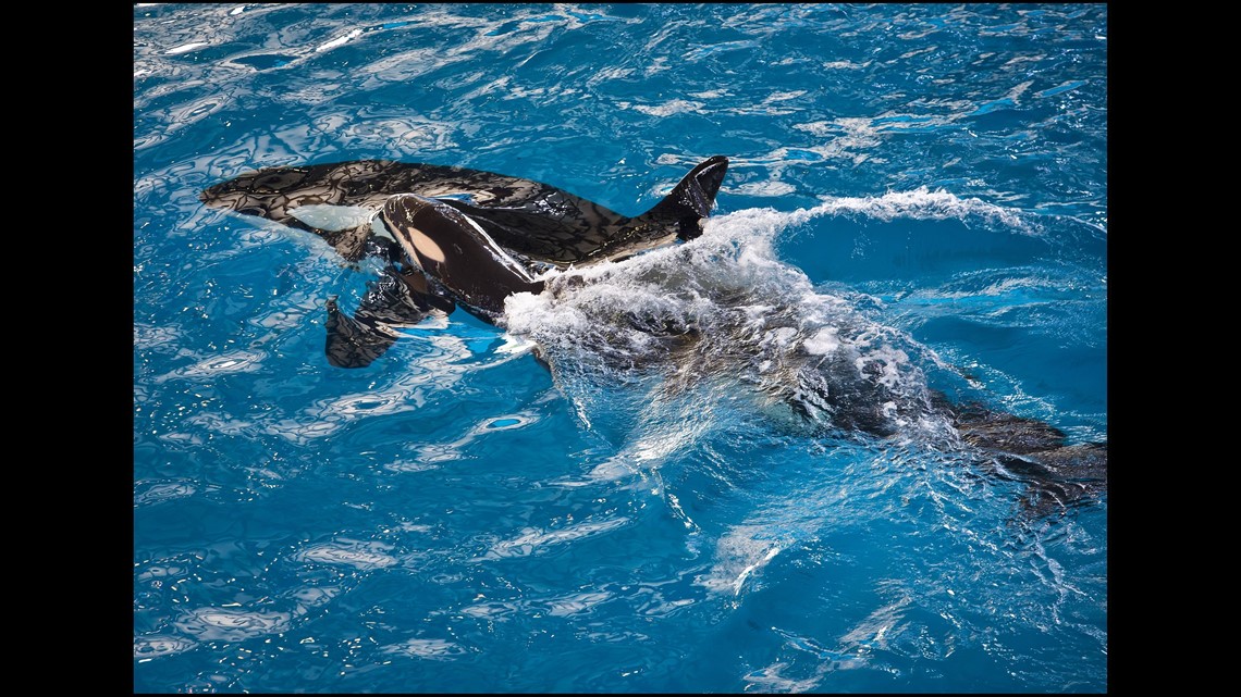 This baby killer whale is the last one to be born at SeaWorld | fox61.com