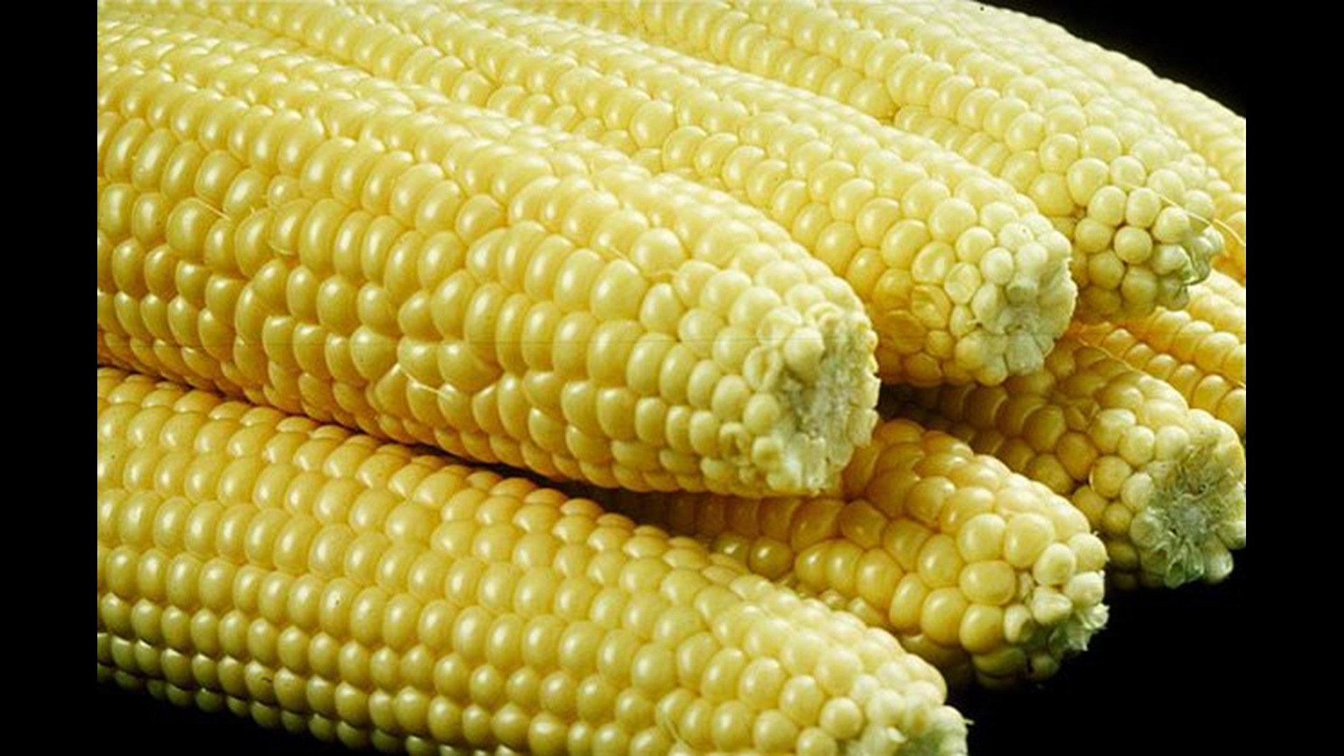 First crop of Connecticut sweet corn ready for weekend | fox61.com