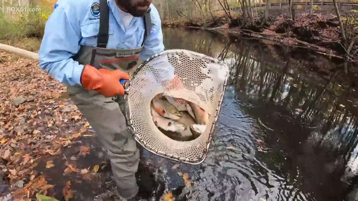 Connecticut DEEP stocks Quinnipiac River with trophy brook trout in ...