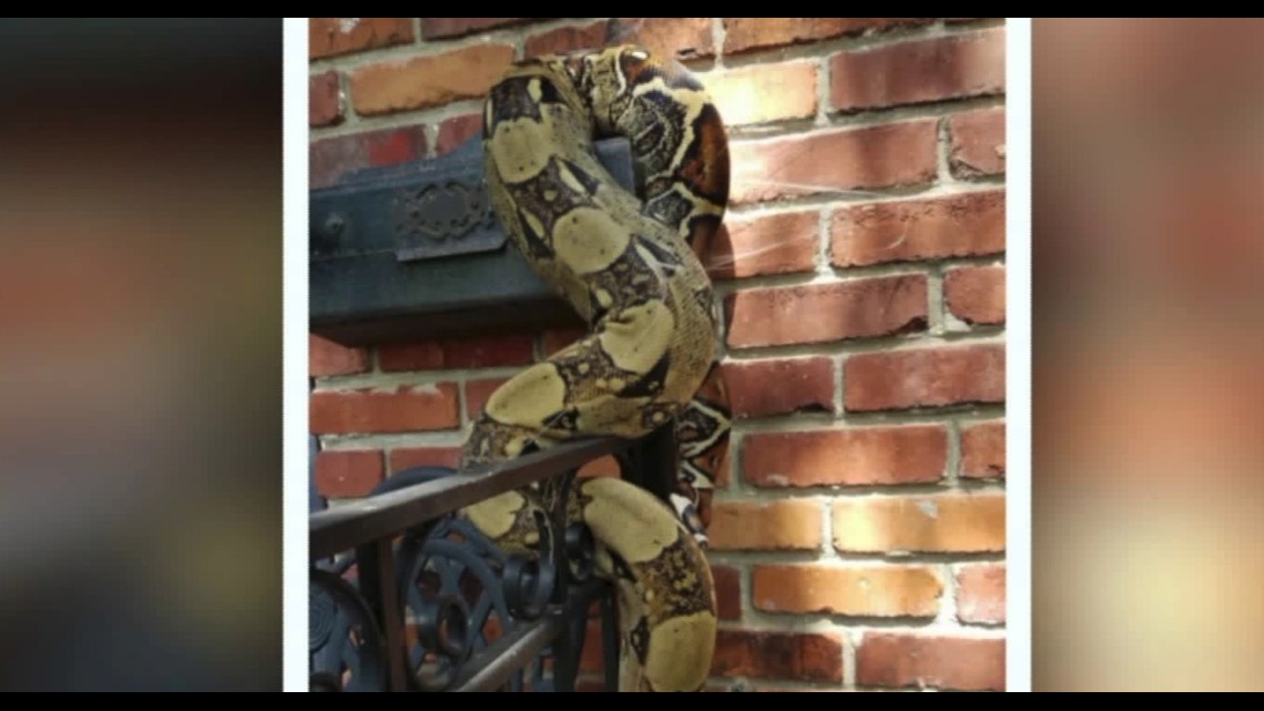 Postal worker finds huge 8-foot snake lounging on Kansas mailbox ...