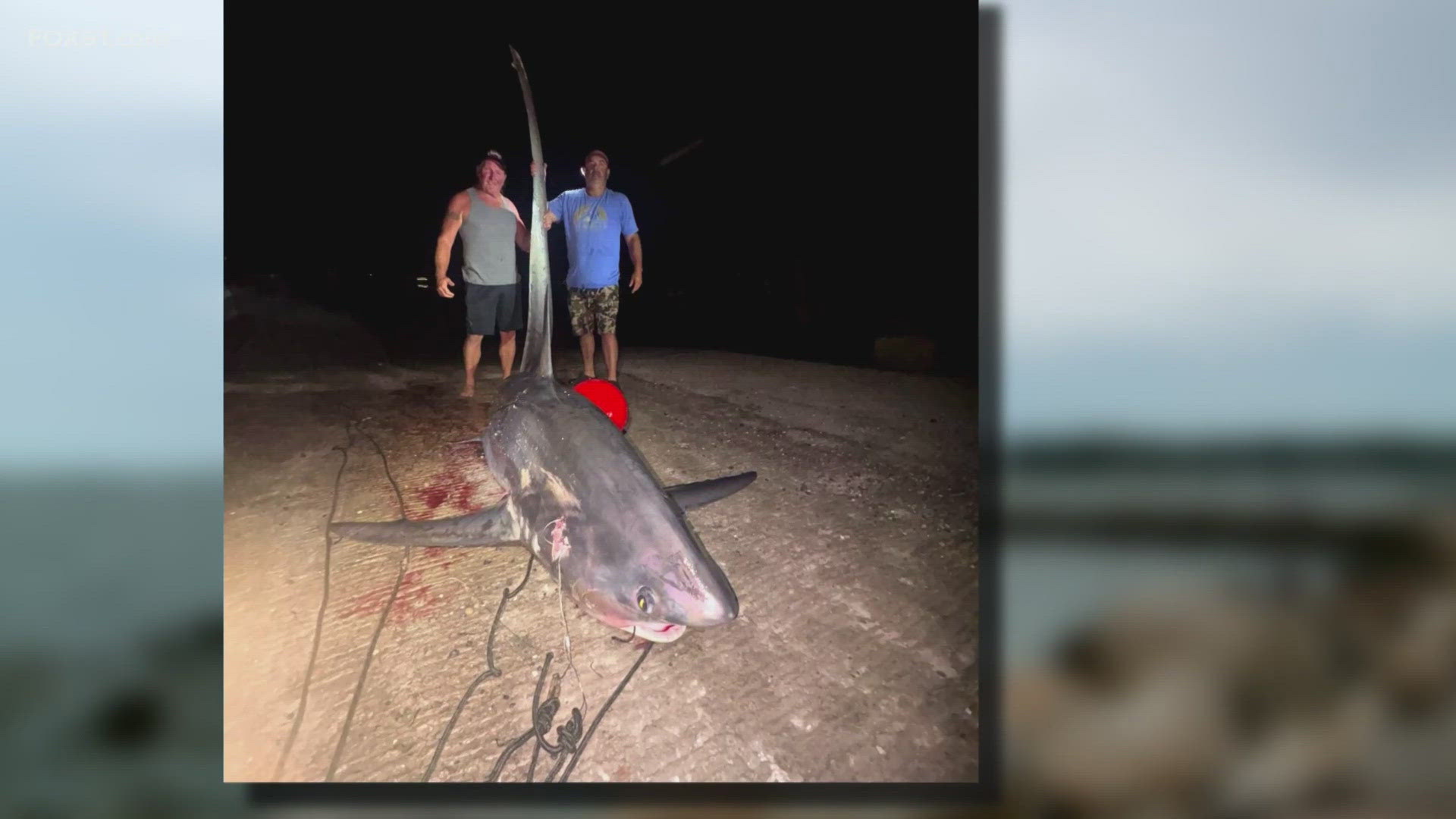 After a 6-hour struggle, anglers reel in 16-foot shark off Long Island ...
