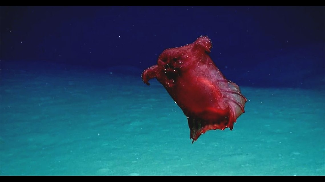 ‘Headless chicken monster’ video may help Antarctic conservation ...