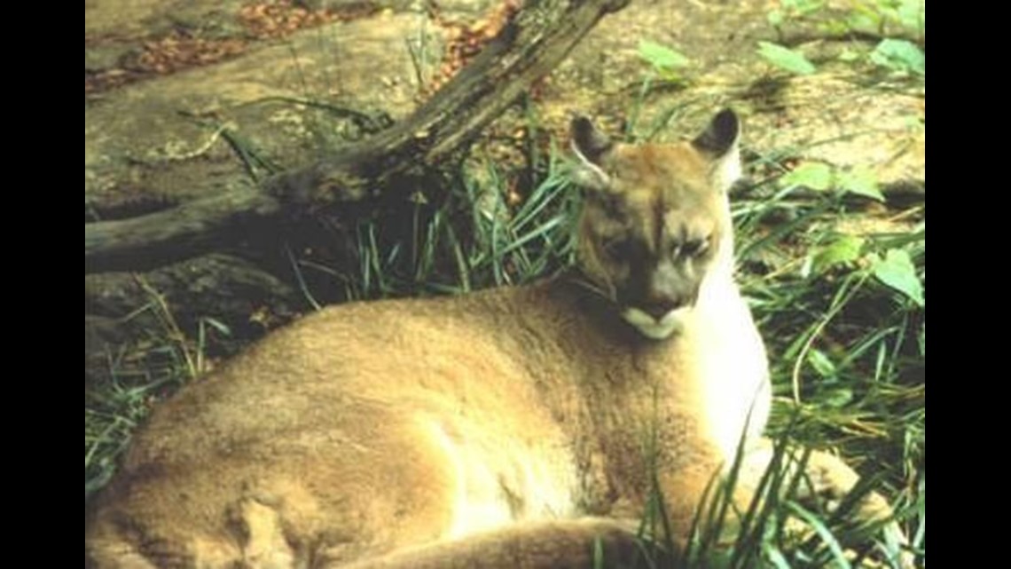 Federal government ready to declare eastern cougar extinct | fox61.com