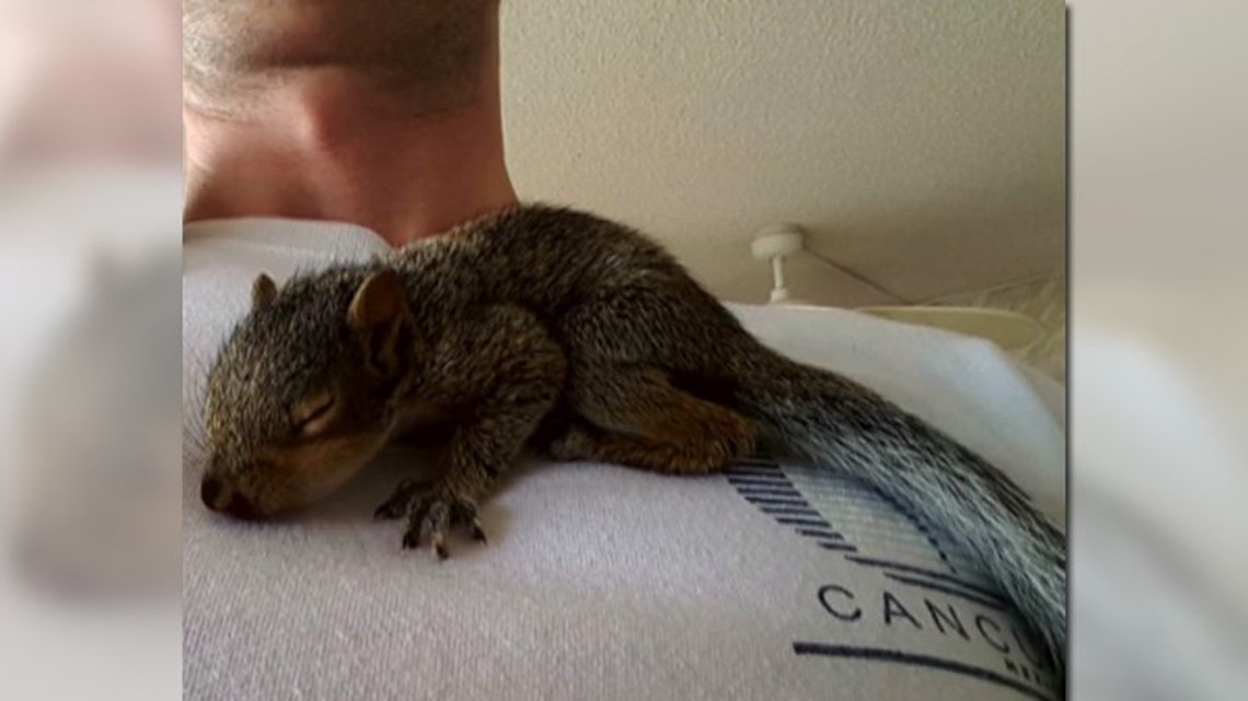 Man fighting to keep ’emotional support’ squirrel at condo | fox61.com