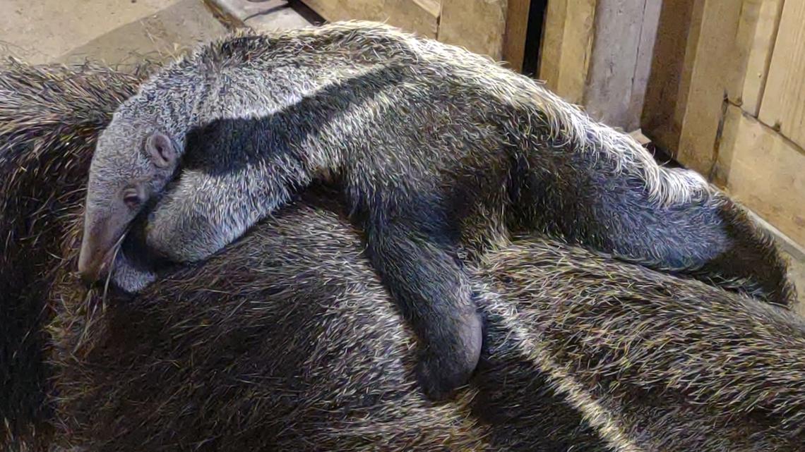 Giant anteater born at Beardsley Zoo is the species' 3rd baby in zoo ...
