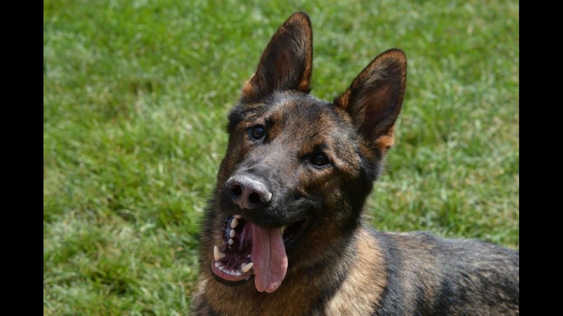 ‘In Dogs We Trust’ – State Police K9 receives bullet and stab ...
