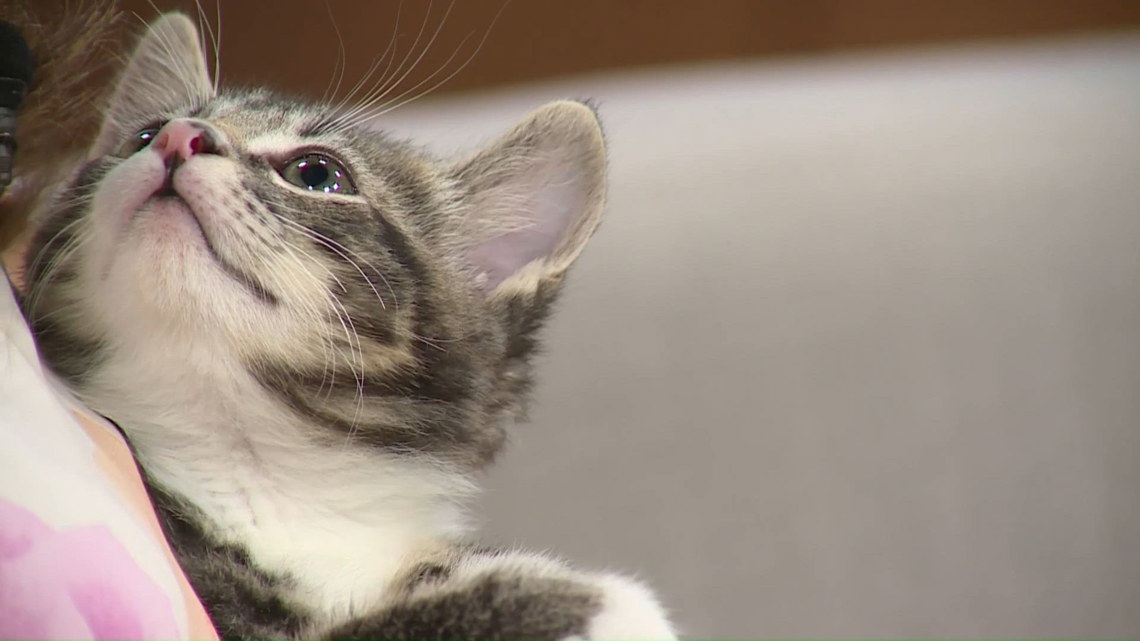 Pet on the Set: Bug the cat | fox61.com