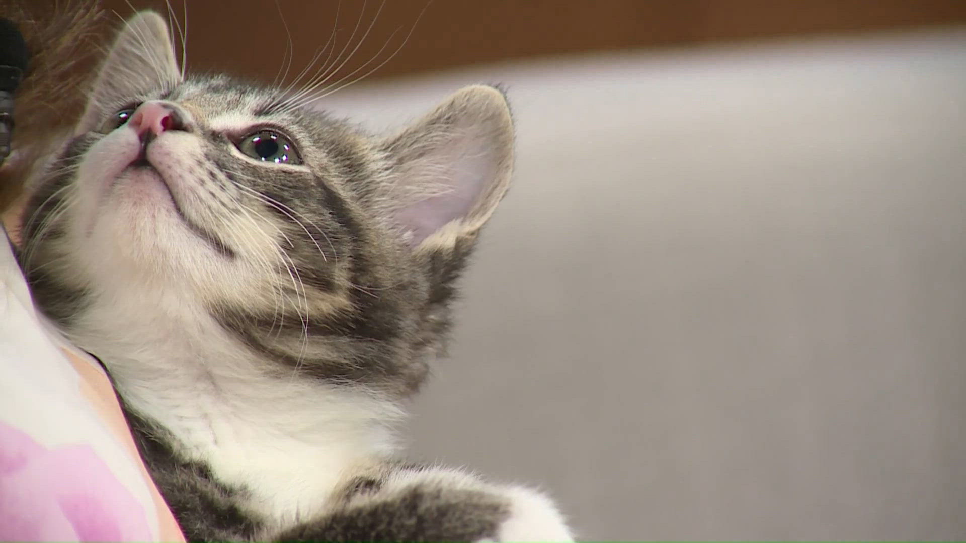 Pet on the Set: Bug the cat | fox61.com